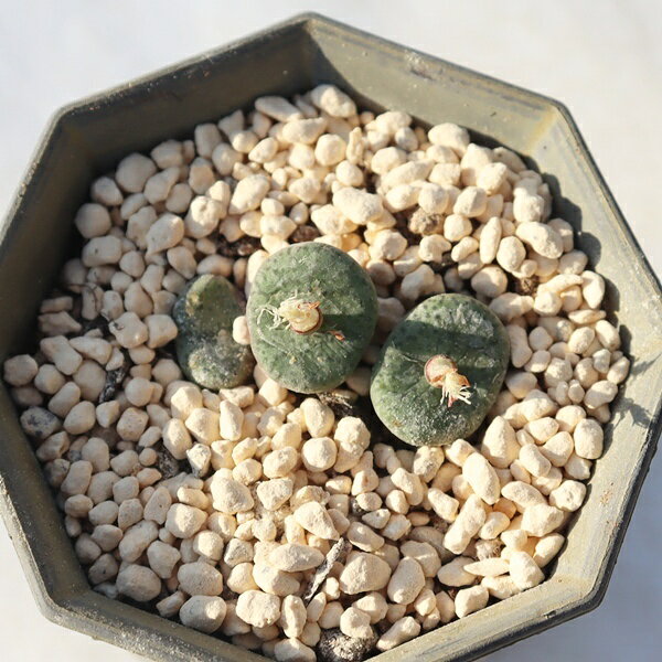 Potting Option ― 植込みオプション ― ● 一期一会の生命を、最適な一鉢に 厳選した一株を、当園の黄金比培養土で丁寧に植え付けてお届け。生命の個性を尊重し、届いた日から日常に調和する一鉢に仕立てます。 プロの技術：根を傷めず...