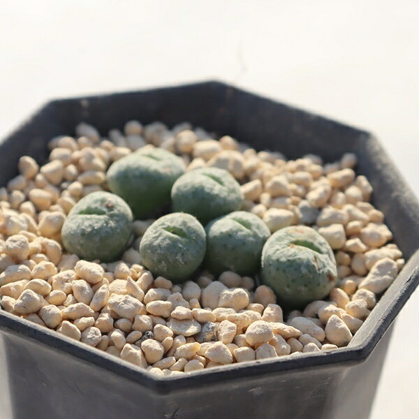 Potting Option ― 植込みオプション ― ● 一期一会の生命を、最適な一鉢に 厳選した一株を、当園の黄金比培養土で丁寧に植え付けてお届け。生命の個性を尊重し、届いた日から日常に調和する一鉢に仕立てます。 プロの技術：根を傷めず...