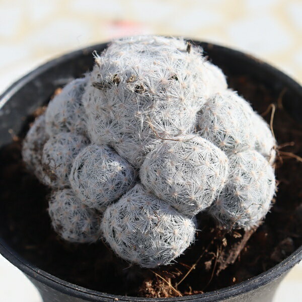 【　おすすめポイント♪　】 その白くもこふわとした外観が特徴の多肉植物です。 独特な形状と質感が、インテリアにユニークなアクセントを加えます。 花が咲くとさらに愛らしさが増し、観賞用としても非常に魅力的です。 お部屋に自然の美しさを取り入れ...