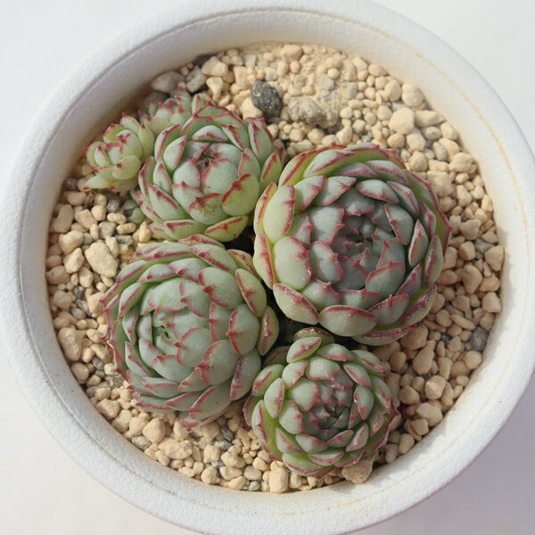 【　おすすめポイント♪　】 その特徴的な丸い形状と、 葉先が赤く紅葉する美しい色合いが魅力です。 葉がきゅっと締まると蕾のような可愛らしい姿を見せ、 ベランダガーデンや室内のインテリアとしても最適です。 【　商品詳細　】 ■サイズ 5.5c...