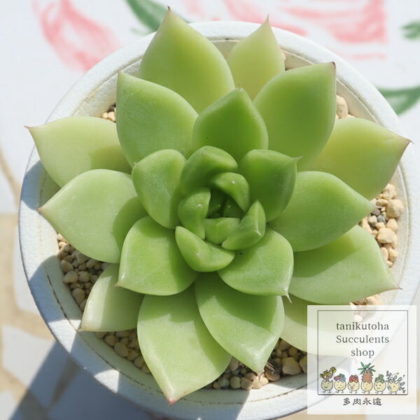 【　おすすめポイント♪　】 檸檬シャーベットは、多肉永遠オリジナルのエケベリアで、 その名の通り爽やかな印象を与える美しい緑色が特徴です。 手入れが簡単で、初心者から経験者まで幅広く楽しめるのも魅力です。 永遠ラベル付きで、特別な一品として...