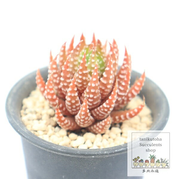 Potting Option ― 植込みオプション ― ● 一期一会の生命を、最適な一鉢に 厳選した一株を、当園の黄金比培養土で丁寧に植え付けてお届け。生命の個性を尊重し、届いた日から日常に調和する一鉢に仕立てます。 プロの技術：根を傷めず...