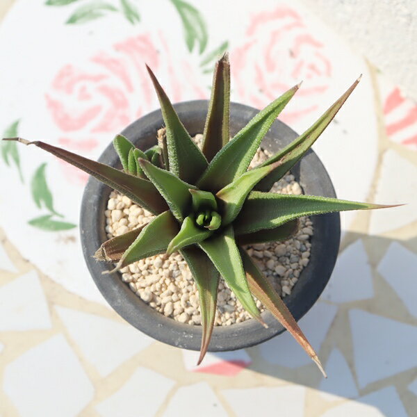 【　おすすめポイント♪　】 細長く剣のような葉が特徴の多肉植物です。 この植物は、ドライガーデンや室内のインテリアとしても最適で、 独特の硬い葉がクールな印象を与えます。 【　商品詳細　】 ■サイズ 5.5cmポット ■お届け　 ポット苗ま...