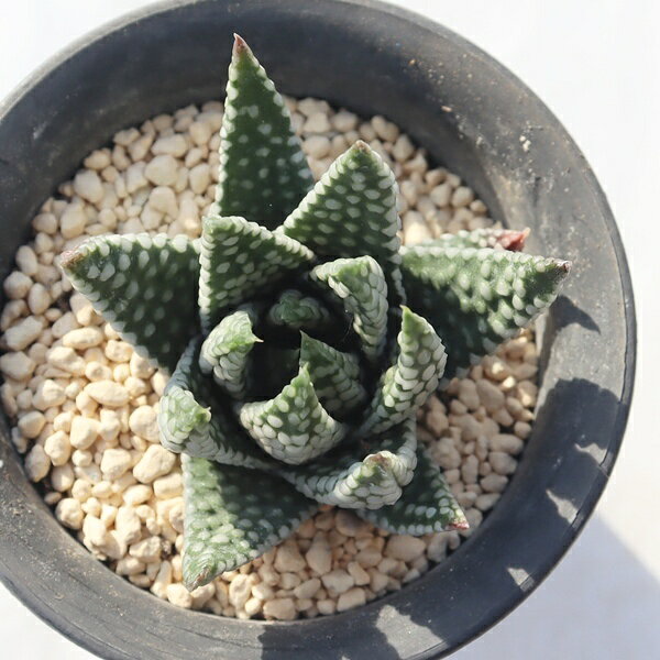 【　おすすめポイント♪　】 この植物は、白く立体的な模様が特徴で、 まるで自然の植物とは思えないような独特の美しさを持っています。 特別なインテリアとして、日常に彩りを添えてみてはいかがでしょうか。 【　商品詳細　】 ■サイズ 5.5cmポ...