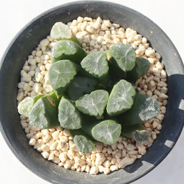 【　おすすめポイント♪　】 その独特な形状と透明感のある表面が特徴の多肉植物です。 まるで鉱石のような不思議な見た目は、室内インテリアとしても最適です。 すぱっと切ったような表面は、光を受けると美しい輝きを放ち、見る者を魅了します。 【　商...