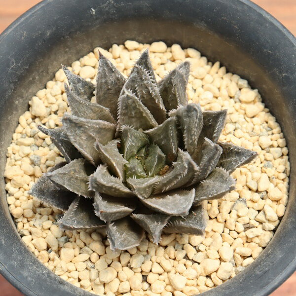 Potting Option ― 植込みオプション ― ● 一期一会の生命を、最適な一鉢に 厳選した一株を、当園の黄金比培養土で丁寧に植え付けてお届け。生命の個性を尊重し、届いた日から日常に調和する一鉢に仕立てます。 プロの技術：根を傷めず...