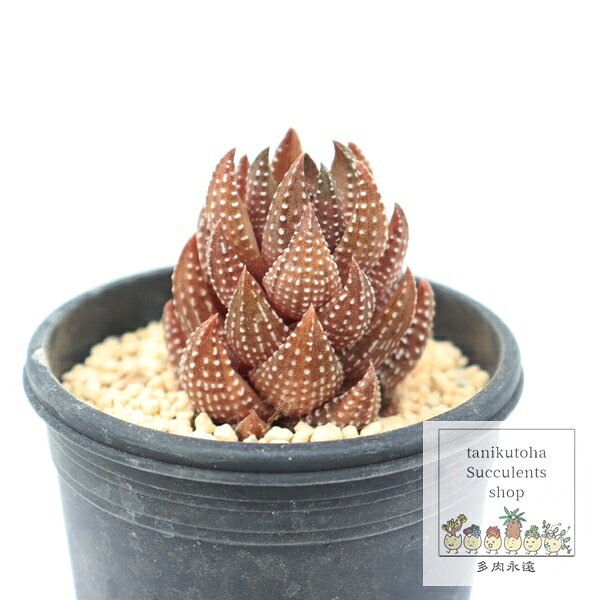 Potting Option ― 植込みオプション ― ● 一期一会の生命を、最適な一鉢に 厳選した一株を、当園の黄金比培養土で丁寧に植え付けてお届け。生命の個性を尊重し、届いた日から日常に調和する一鉢に仕立てます。 プロの技術：根を傷めず...
