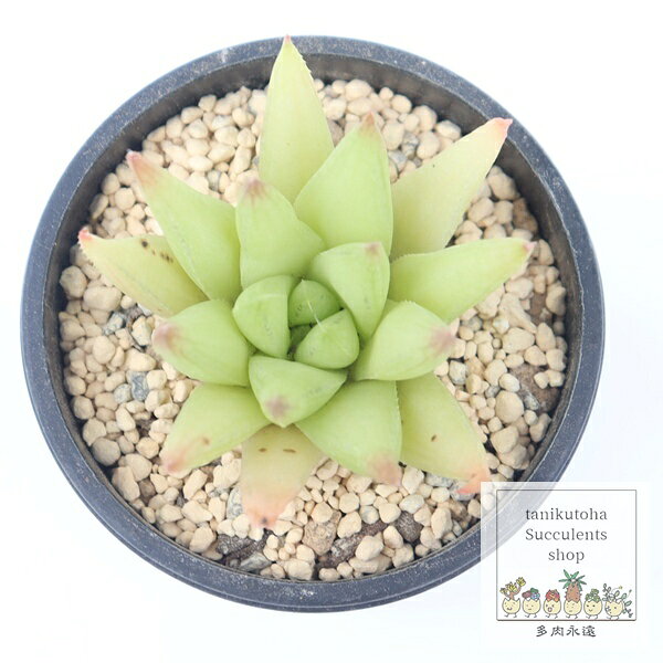 Potting Option ― 植込みオプション ― ● 一期一会の生命を、最適な一鉢に 厳選した一株を、当園の黄金比培養土で丁寧に植え付けてお届け。生命の個性を尊重し、届いた日から日常に調和する一鉢に仕立てます。 プロの技術：根を傷めず...