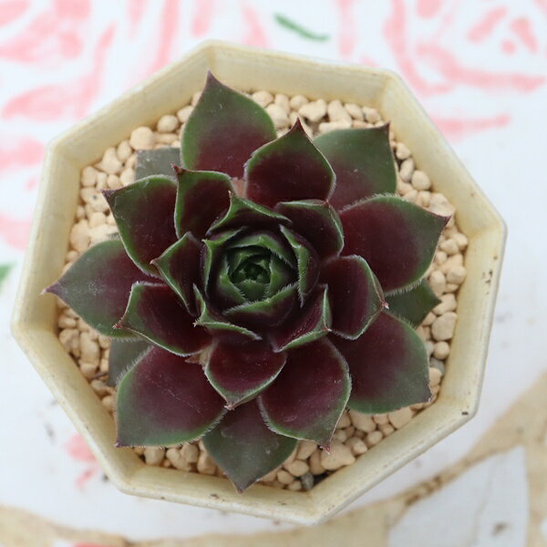 Potting Option ― 植込みオプション ― ● 一期一会の生命を、最適な一鉢に 厳選した一株を、当園の黄金比培養土で丁寧に植え付けてお届け。生命の個性を尊重し、届いた日から日常に調和する一鉢に仕立てます。 プロの技術：根を傷めず...