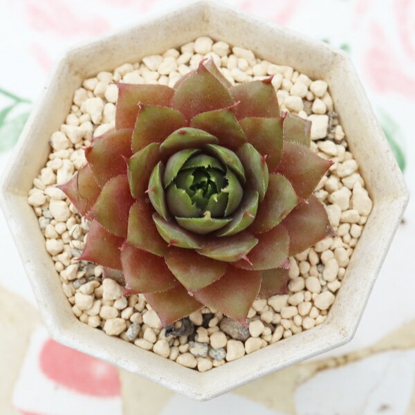 Potting Option ― 植込みオプション ― ● 一期一会の生命を、最適な一鉢に 厳選した一株を、当園の黄金比培養土で丁寧に植え付けてお届け。生命の個性を尊重し、届いた日から日常に調和する一鉢に仕立てます。 プロの技術：根を傷めず...
