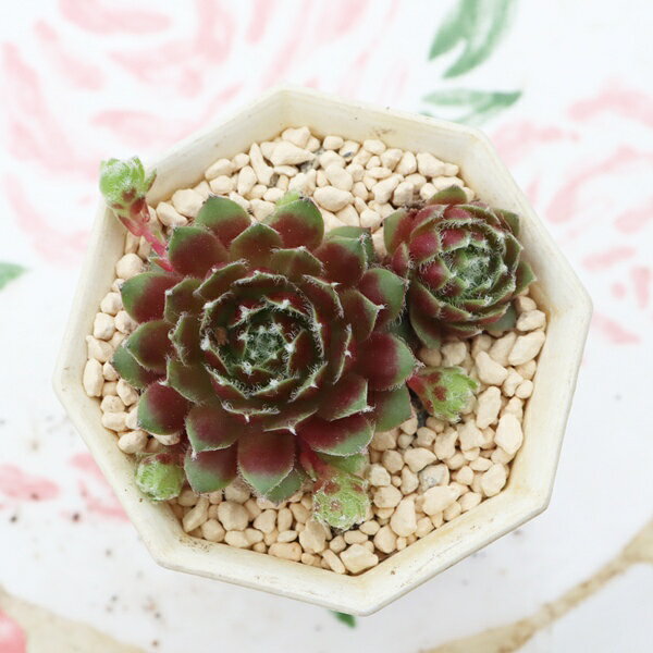 Potting Option ― 植込みオプション ― ● 一期一会の生命を、最適な一鉢に 厳選した一株を、当園の黄金比培養土で丁寧に植え付けてお届け。生命の個性を尊重し、届いた日から日常に調和する一鉢に仕立てます。 プロの技術：根を傷めず...