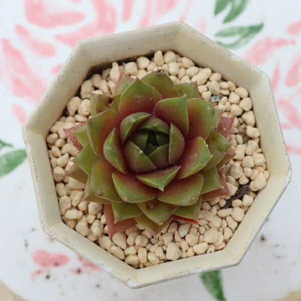Potting Option ― 植込みオプション ― ● 一期一会の生命を、最適な一鉢に 厳選した一株を、当園の黄金比培養土で丁寧に植え付けてお届け。生命の個性を尊重し、届いた日から日常に調和する一鉢に仕立てます。 プロの技術：根を傷めず...