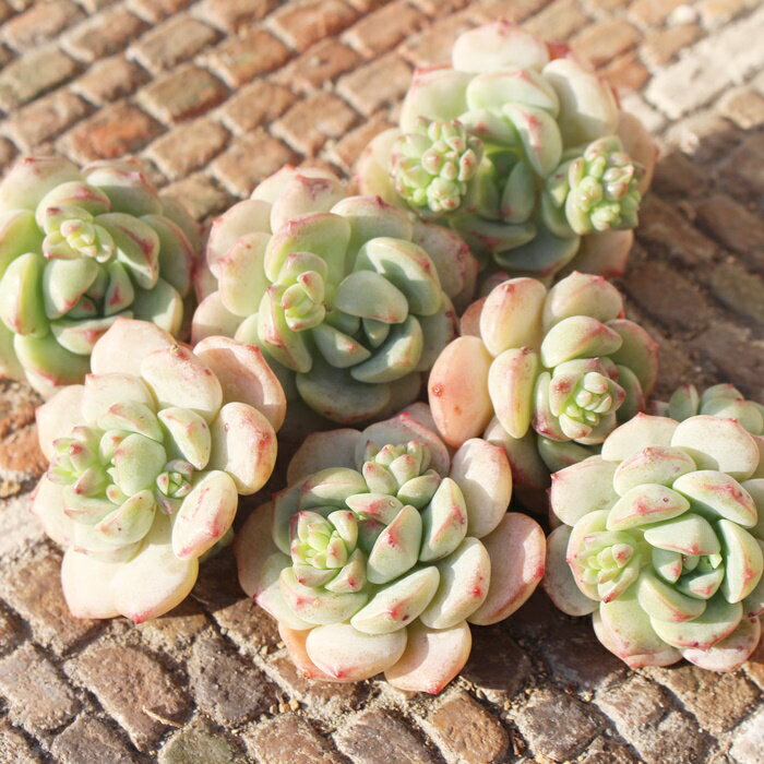 Potting Option ― 植込みオプション ― ● 一期一会の生命を、最適な一鉢に 厳選した一株を、当園の黄金比培養土で丁寧に植え付けてお届け。生命の個性を尊重し、届いた日から日常に調和する一鉢に仕立てます。 プロの技術：根を傷めず...