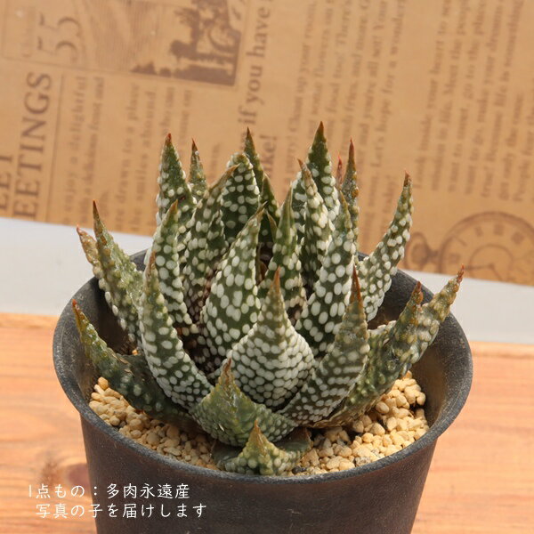 Potting Option ― 植込みオプション ― ● 一期一会の生命を、最適な一鉢に 厳選した一株を、当園の黄金比培養土で丁寧に植え付けてお届け。生命の個性を尊重し、届いた日から日常に調和する一鉢に仕立てます。 プロの技術：根を傷めず...