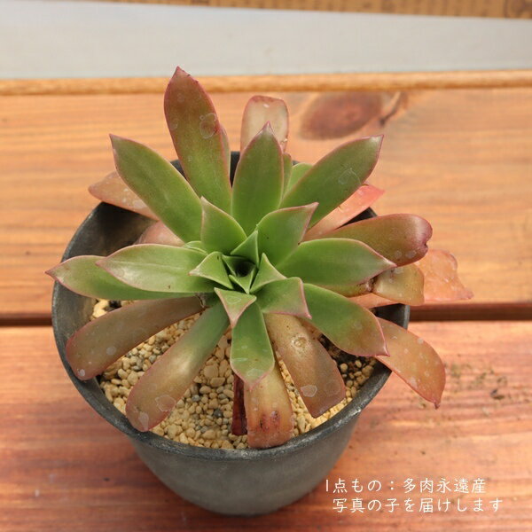 Potting Option ― 植込みオプション ― ● 一期一会の生命を、最適な一鉢に 厳選した一株を、当園の黄金比培養土で丁寧に植え付けてお届け。生命の個性を尊重し、届いた日から日常に調和する一鉢に仕立てます。 プロの技術：根を傷めず...