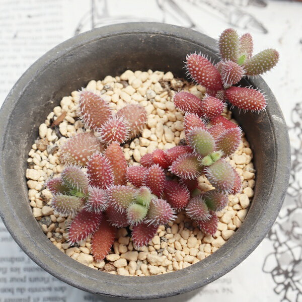 Potting Option ― 植込みオプション ― ● 一期一会の生命を、最適な一鉢に 厳選した一株を、当園の黄金比培養土で丁寧に植え付けてお届け。生命の個性を尊重し、届いた日から日常に調和する一鉢に仕立てます。 プロの技術：根を傷めず...