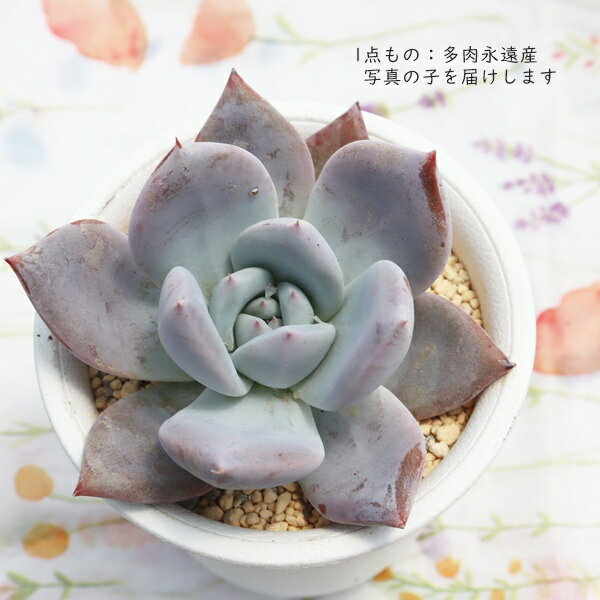 Potting Option ― 植込みオプション ― ● 一期一会の生命を、最適な一鉢に 厳選した一株を、当園の黄金比培養土で丁寧に植え付けてお届け。生命の個性を尊重し、届いた日から日常に調和する一鉢に仕立てます。 プロの技術：根を傷めず...