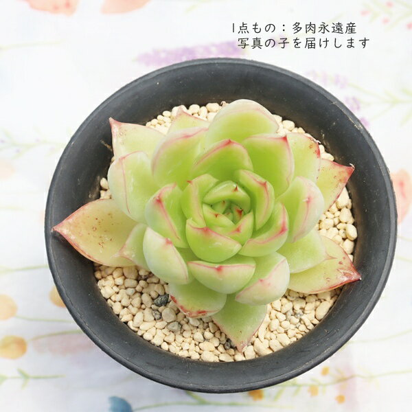 Potting Option ― 植込みオプション ― ● 一期一会の生命を、最適な一鉢に 厳選した一株を、当園の黄金比培養土で丁寧に植え付けてお届け。生命の個性を尊重し、届いた日から日常に調和する一鉢に仕立てます。 プロの技術：根を傷めず...