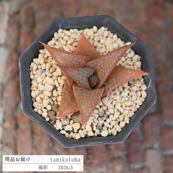 Potting Option ― 植込みオプション ― ● 一期一会の生命を、最適な一鉢に 厳選した一株を、当園の黄金比培養土で丁寧に植え付けてお届け。生命の個性を尊重し、届いた日から日常に調和する一鉢に仕立てます。 プロの技術：根を傷めず...