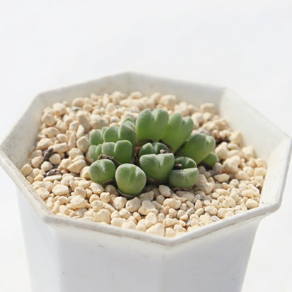 【　商品詳細　】 ■サイズ 5.5cmポット ■お届け　 現物の苗でのお届けです ポットまたは抜き苗での発送となります。 ■植物の名前 付箋にてお渡ししております ■植物に関して 画像の仔をお届けとなります。 植物ですので四季折々の変化を魅...