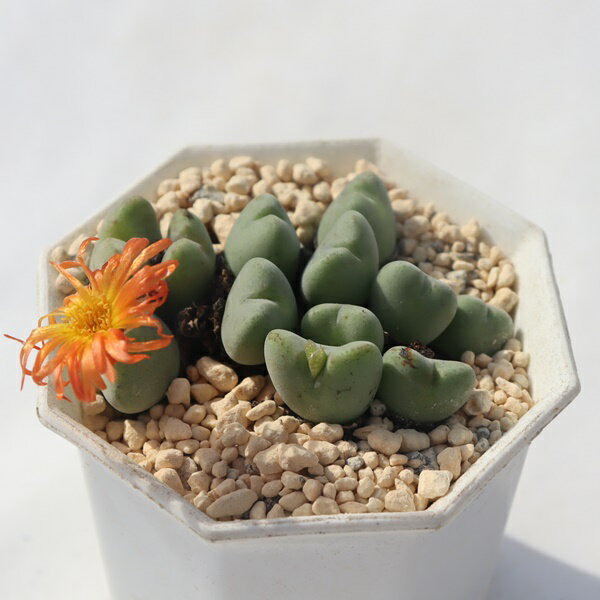 【　商品詳細　】 ■サイズ 5.5cmポット ■お届け　 現物の苗でのお届けです ポットまたは抜き苗での発送となります。 ■植物の名前 付箋にてお渡ししております ■植物に関して 画像の仔をお届けとなります。 植物ですので四季折々の変化を魅...