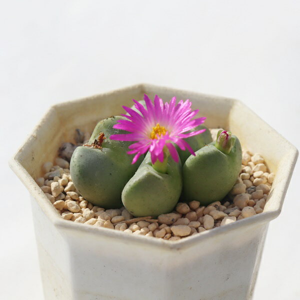 【　商品詳細　】 ■サイズ 5.5cmポット ■お届け　 現物の苗でのお届けです ポットまたは抜き苗での発送となります。 ■植物の名前 付箋にてお渡ししております ■植物に関して 画像の仔をお届けとなります。 植物ですので四季折々の変化を魅...