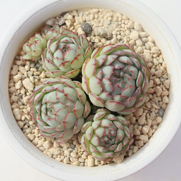 【　商品詳細　】 ■サイズ 7.5cmポット ■お届け　 現物の苗でのお届けです ポットまたは抜き苗での発送となります。 ■植物の名前 付箋にてお渡ししております ■植物に関して 画像の仔をお届けとなります。 植物ですので四季折々の変化を魅...