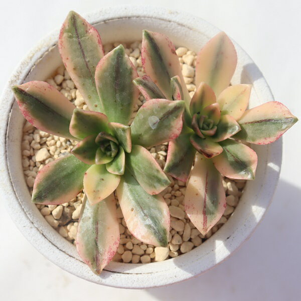 【　商品詳細　】 ■サイズ 7.5cmポット ■お届け　 現物の苗でのお届けです ポットまたは抜き苗での発送となります。 ■植物の名前 付箋にてお渡ししております ■植物に関して 画像の仔をお届けとなります。 植物ですので四季折々の変化を魅...