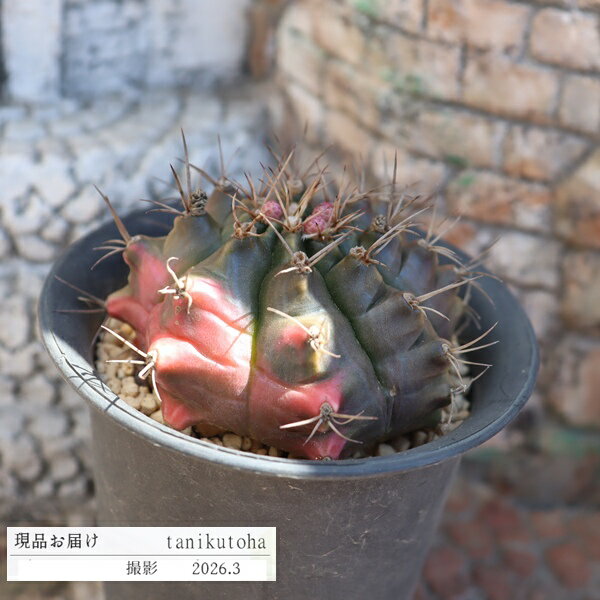 Potting Option ― 植込みオプション ― ● 一期一会の生命を、最適な一鉢に 厳選した一株を、当園の黄金比培養土で丁寧に植え付けてお届け。生命の個性を尊重し、届いた日から日常に調和する一鉢に仕立てます。 プロの技術：根を傷めず...