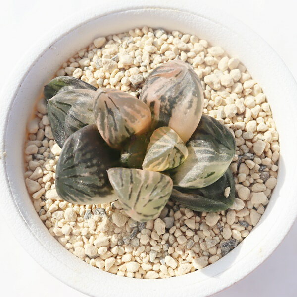 【　商品詳細　】 ■サイズ 7.5cmポット ■お届け　 現物の苗でのお届けです ポットまたは抜き苗での発送となります。 ■植物の名前 付箋にてお渡ししております ■植物に関して 画像の仔をお届けとなります。 植物ですので四季折々の変化を魅...