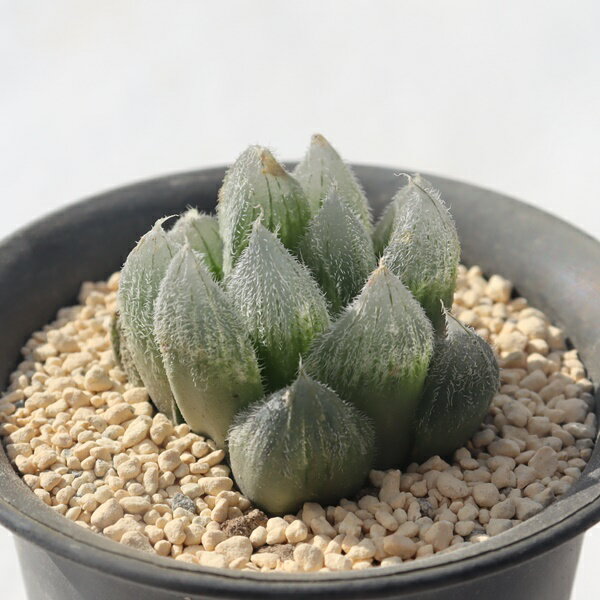 【　商品詳細　】 ■サイズ 7.5cmポット ■お届け　 現物の苗でのお届けです ポットまたは抜き苗での発送となります。 ■植物の名前 付箋にてお渡ししております ■植物に関して 画像の仔をお届けとなります。 植物ですので四季折々の変化を魅...