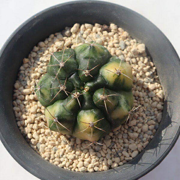 【　商品詳細　】 ■サイズ 7.5cmポット ■お届け　 現物の苗でのお届けです ポットまたは抜き苗での発送となります。 ■植物の名前 付箋にてお渡ししております ■植物に関して 画像の仔をお届けとなります。 植物ですので四季折々の変化を魅...