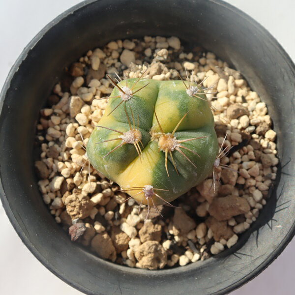 【　商品詳細　】 ■サイズ 7.5cmポット ■お届け　 現物の苗でのお届けです ポットまたは抜き苗での発送となります。 ■植物の名前 付箋にてお渡ししております ■植物に関して 画像の仔をお届けとなります。 植物ですので四季折々の変化を魅...