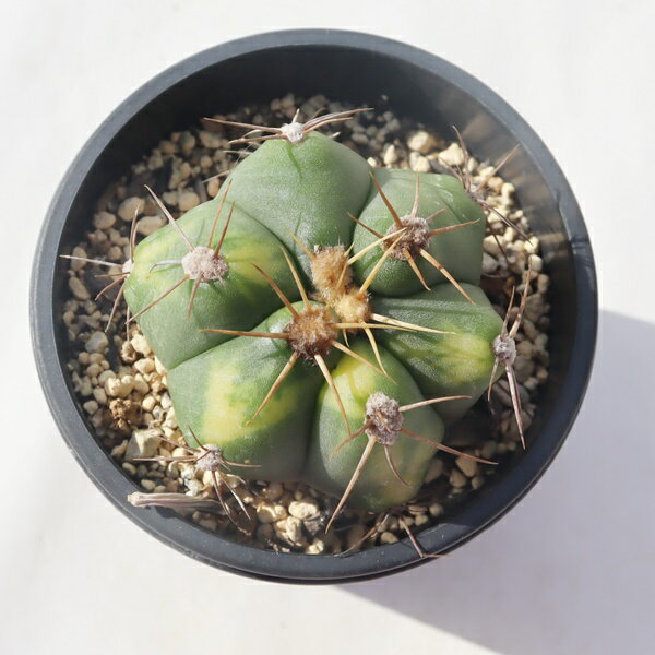 【　商品詳細　】 ■サイズ 7.5cmポット ■お届け　 現物の苗でのお届けです ポットまたは抜き苗での発送となります。 ■植物の名前 付箋にてお渡ししております ■植物に関して 画像の仔をお届けとなります。 植物ですので四季折々の変化を魅...