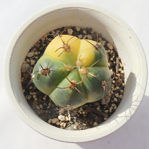 【　商品詳細　】 ■サイズ 7.5cmポット ■お届け　 現物の苗でのお届けです ポットまたは抜き苗での発送となります。 ■植物の名前 付箋にてお渡ししております ■植物に関して 画像の仔をお届けとなります。 植物ですので四季折々の変化を魅...