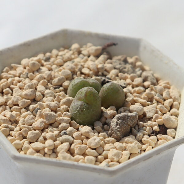 【　商品詳細　】 ■サイズ 5.5cmポット ■お届け　 現物の苗でのお届けです ポットまたは抜き苗での発送となります。 ■植物の名前 付箋にてお渡ししております ■植物に関して 画像の仔をお届けとなります。 植物ですので四季折々の変化を魅...