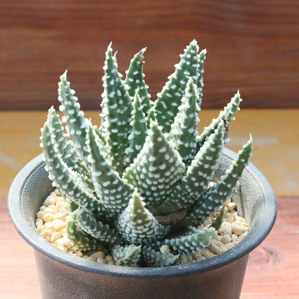 Potting Option ― 植込みオプション ― ● 一期一会の生命を、最適な一鉢に 厳選した一株を、当園の黄金比培養土で丁寧に植え付けてお届け。生命の個性を尊重し、届いた日から日常に調和する一鉢に仕立てます。 プロの技術：根を傷めず...