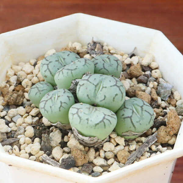Potting Option ― 植込みオプション ― ● 一期一会の生命を、最適な一鉢に 厳選した一株を、当園の黄金比培養土で丁寧に植え付けてお届け。生命の個性を尊重し、届いた日から日常に調和する一鉢に仕立てます。 プロの技術：根を傷めず...