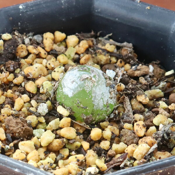 Potting Option ― 植込みオプション ― ● 一期一会の生命を、最適な一鉢に 厳選した一株を、当園の黄金比培養土で丁寧に植え付けてお届け。生命の個性を尊重し、届いた日から日常に調和する一鉢に仕立てます。 プロの技術：根を傷めず...