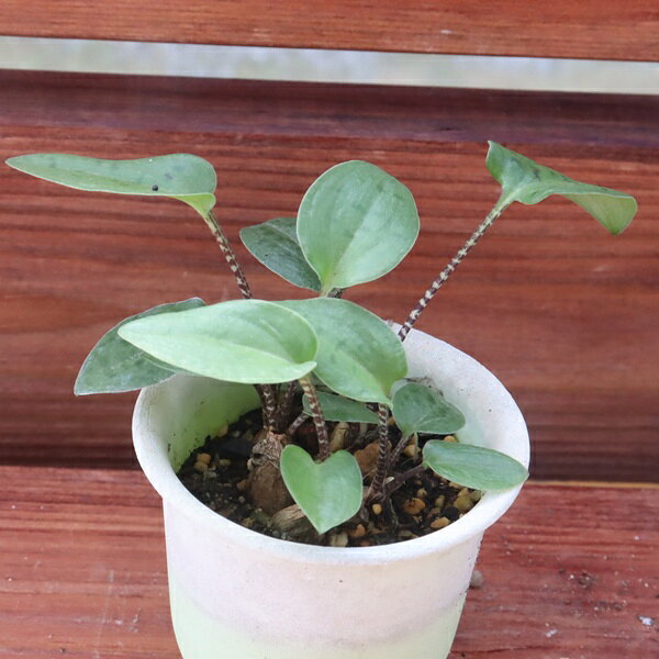 Potting Option ― 植込みオプション ― ● 一期一会の生命を、最適な一鉢に 厳選した一株を、当園の黄金比培養土で丁寧に植え付けてお届け。生命の個性を尊重し、届いた日から日常に調和する一鉢に仕立てます。 プロの技術：根を傷めず...