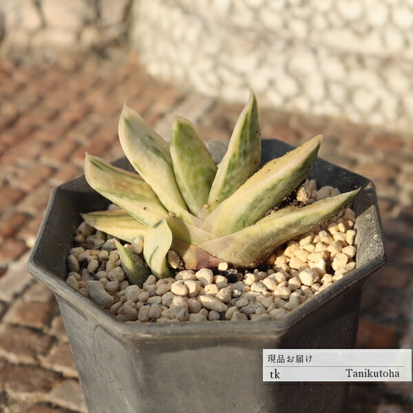 【　特定販売について　】 写真と違った… 多肉植物で、そんな経験はありませんか？ 特定販売コーナーでは 当店はすべて写真の現品をお届けしています。 【　商品詳細　】 ■サイズ 5.5cmポット ■お届け　 現物の苗でのお届けです ポットまた...