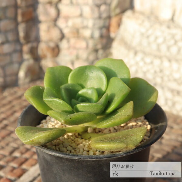 【　特定販売について　】 写真と違った… 多肉植物で、そんな経験はありませんか？ 特定販売コーナーでは 当店はすべて写真の現品をお届けしています。 【　商品詳細　】 ■サイズ 7.5cmポット ■お届け　 現物の苗でのお届けです ポットまた...