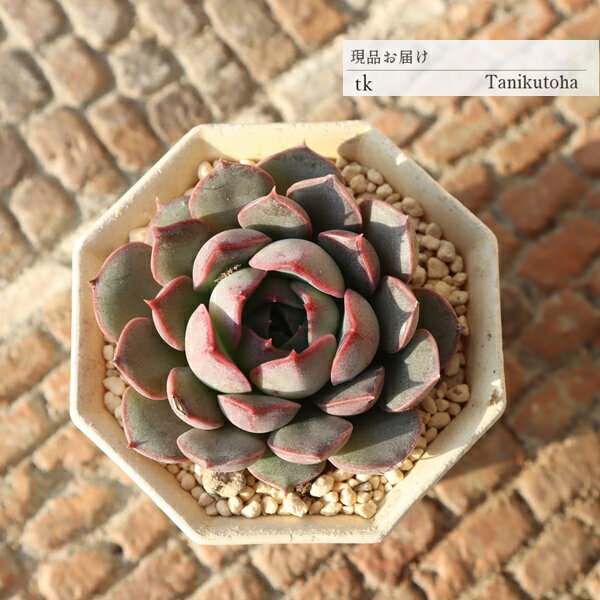 【　特定販売について　】 写真と違った… 多肉植物で、そんな経験はありませんか？ 特定販売コーナーでは 当店はすべて写真の現品をお届けしています。 【　商品詳細　】 ■サイズ 5.5cmポット ■お届け　 現物の苗でのお届けです ポットまた...