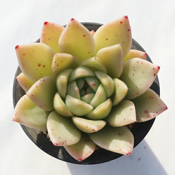 【　商品詳細　】 ■サイズ 7.5cmポット ■お届け　 現物の苗でのお届けです ポットまたは抜き苗での発送となります。 ■植物の名前 付箋にてお渡ししております ■植物に関して 画像の仔をお届けとなります。 植物ですので四季折々の変化を魅...