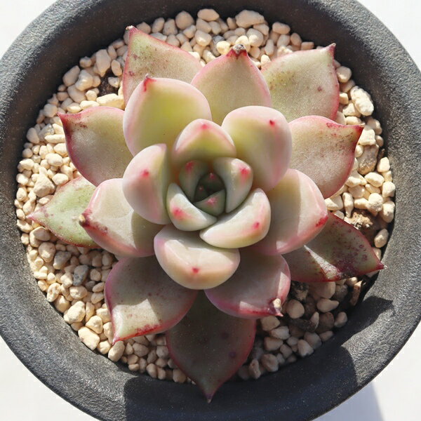 【　商品詳細　】 ■サイズ 7.5cmポット ■お届け　 現物の苗でのお届けです ポットまたは抜き苗での発送となります。 ■植物の名前 付箋にてお渡ししております ■植物に関して 画像の仔をお届けとなります。 植物ですので四季折々の変化を魅...