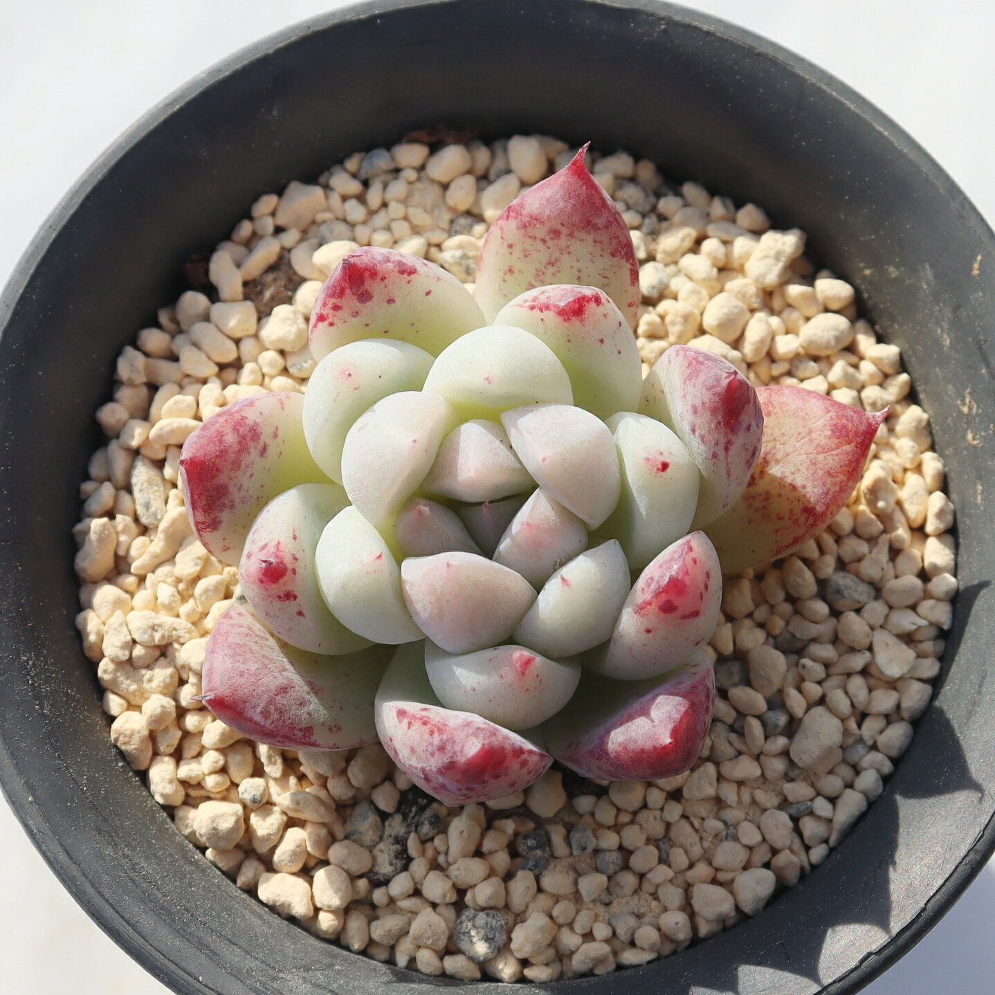 【　商品詳細　】 ■サイズ 7.5cmポット ■お届け　 現物の苗でのお届けです ポットまたは抜き苗での発送となります。 ■植物の名前 付箋にてお渡ししております ■植物に関して 画像の仔をお届けとなります。 植物ですので四季折々の変化を魅...