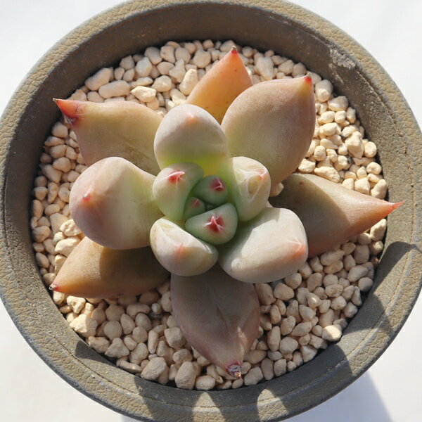 【　商品詳細　】 ■サイズ 7.5cmポット ■お届け　 現物の苗でのお届けです ポットまたは抜き苗での発送となります。 ■植物の名前 付箋にてお渡ししております ■植物に関して 画像の仔をお届けとなります。 植物ですので四季折々の変化を魅...