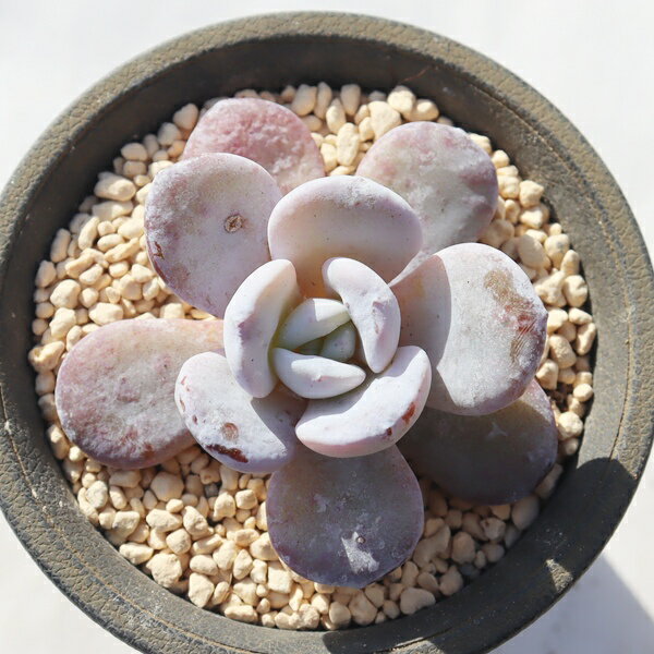 【　商品詳細　】 ■サイズ 7.5cmポット ■お届け　 現物の苗でのお届けです ポットまたは抜き苗での発送となります。 ■植物の名前 付箋にてお渡ししております ■植物に関して 画像の仔をお届けとなります。 植物ですので四季折々の変化を魅...