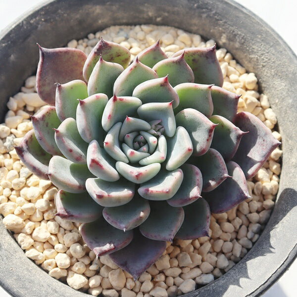 【　商品詳細　】 ■サイズ 7.5cmポット ■お届け　 現物の苗でのお届けです ポットまたは抜き苗での発送となります。 ■植物の名前 付箋にてお渡ししております ■植物に関して 画像の仔をお届けとなります。 植物ですので四季折々の変化を魅...