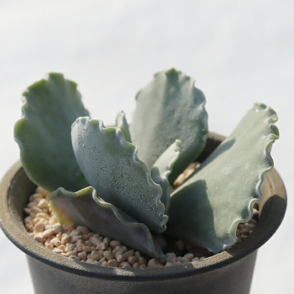 【　商品詳細　】 ■サイズ 7.5cmポット ■お届け　 現物の苗でのお届けです ポットまたは抜き苗での発送となります。 ■植物の名前 付箋にてお渡ししております ■植物に関して 画像の仔をお届けとなります。 植物ですので四季折々の変化を魅...